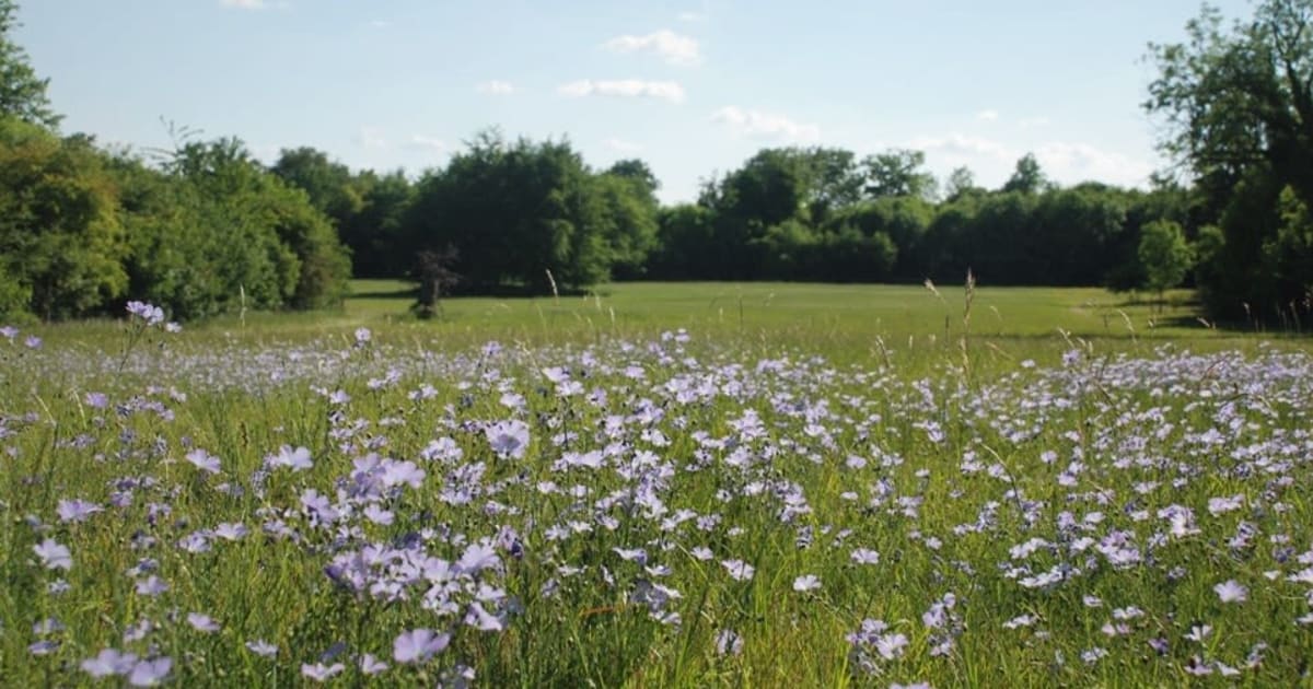 Cambridge Nature Network - Cambridge Past, Present and Future