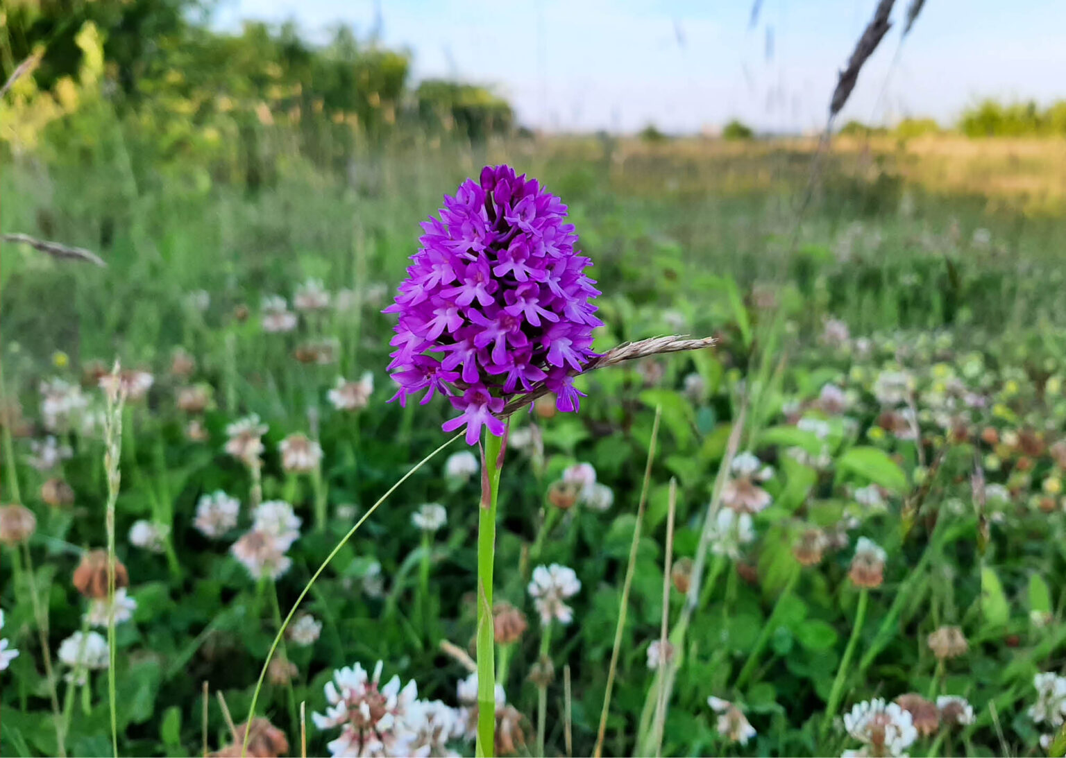 Coton Nature Reserve - Cambridge Past, Present & Future
