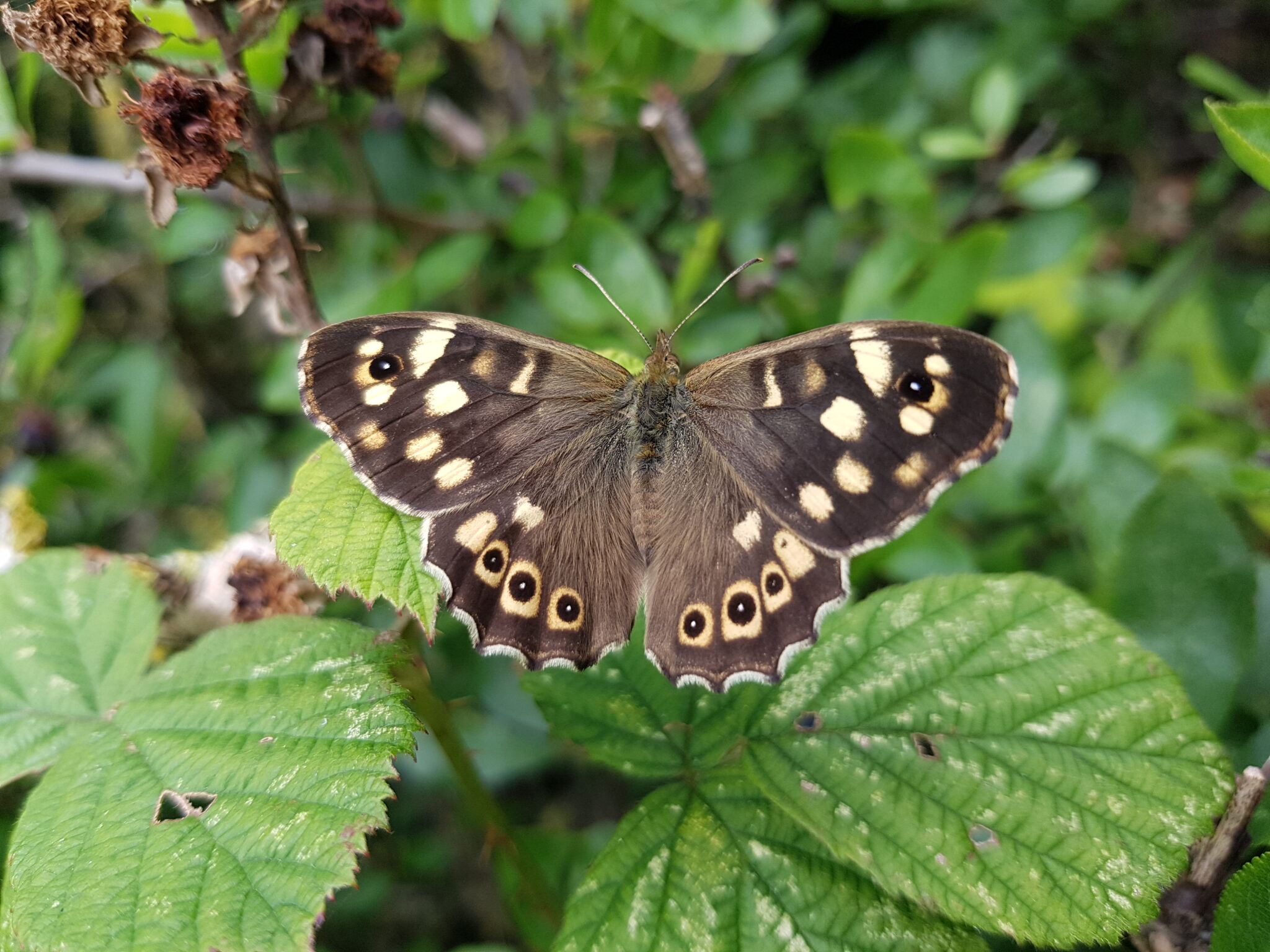 Butterflies at Wandlebury & Big Butterfly Count - Cambridge Past ...