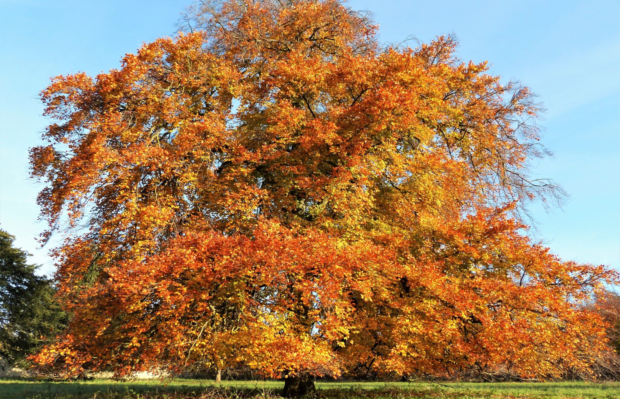 Autumn Leaves at Wandlebury - Cambridge Past, Present & Future